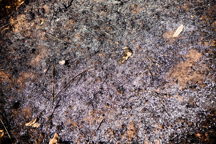 The politics of expendability: decolonial reflections on the state of ...