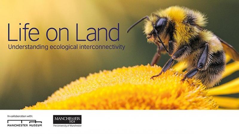 Life on land | British Council